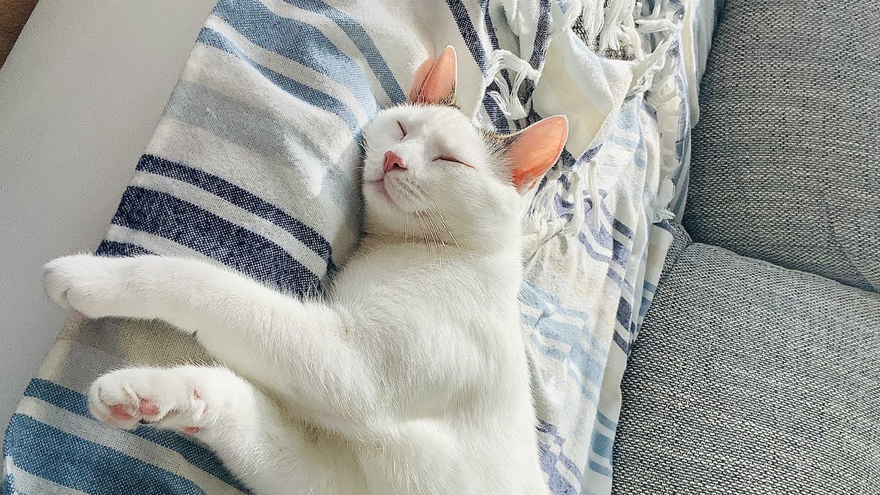 Morning Routine of Our Cat in 2020 - Why My Cat Wakes Me Up Everyday ...