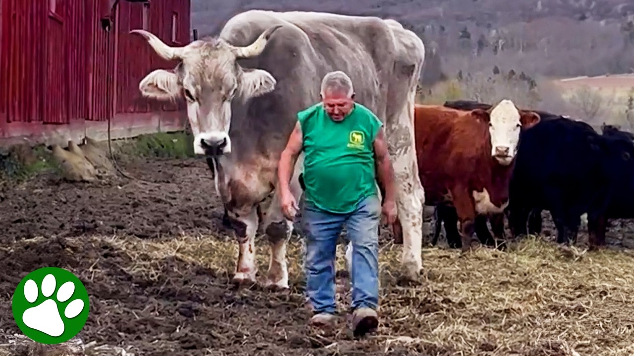 The biggest ox you’ll ever see is a true gentle giant - YouTube