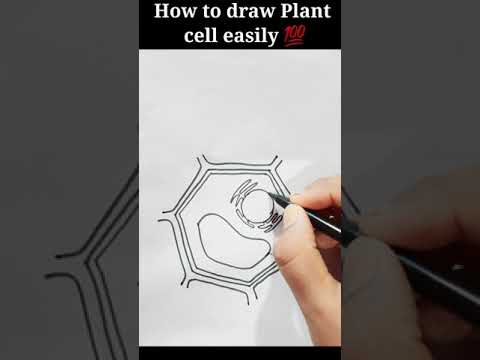 How to draw plant cell #plant_cell #surbhi_gupta #shorts