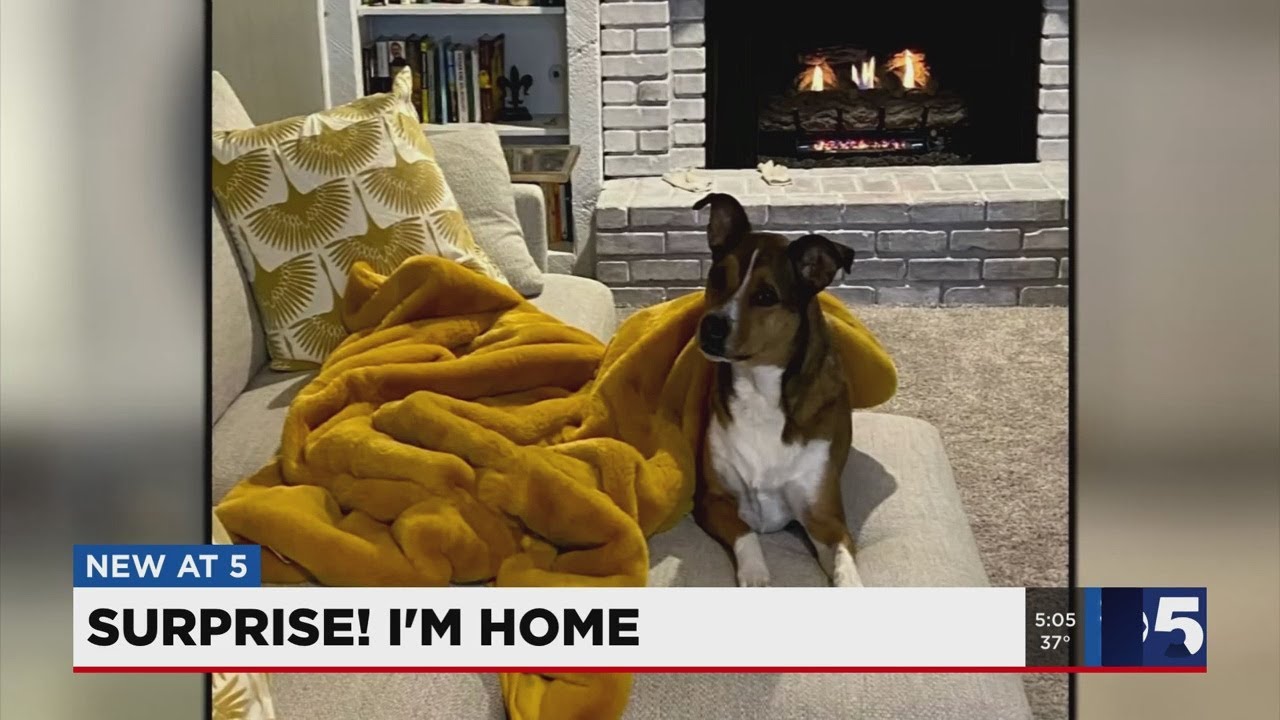 Homeward bound: Kansas City dog returns home after making 'great escape ...