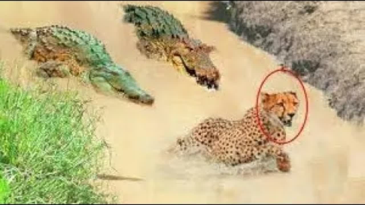 HQ_The struggle for survival in the animal world is unbelievable ...