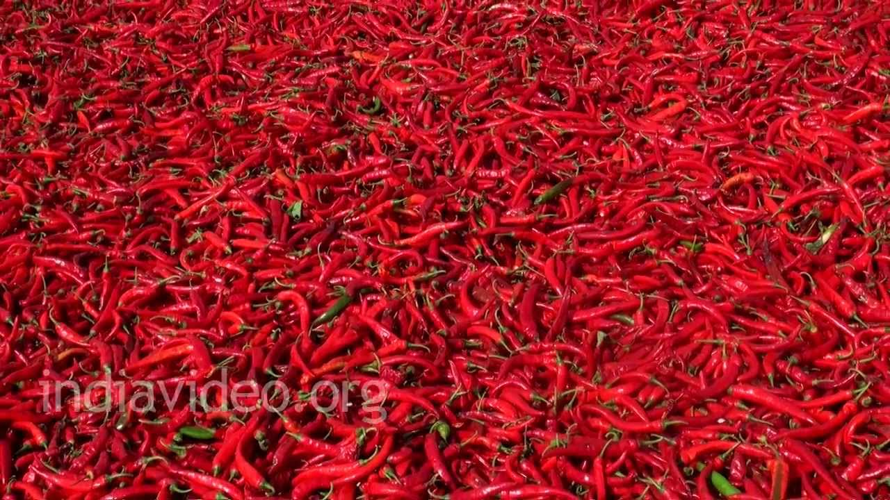 Drying Red Chilli Nandikonda Andhra Pradesh - YouTube