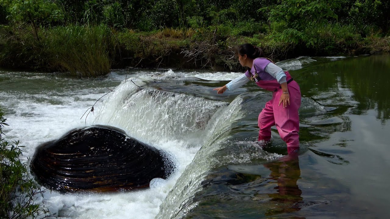 It rained rainstorm last night. I found a big clam under the dam in the ...