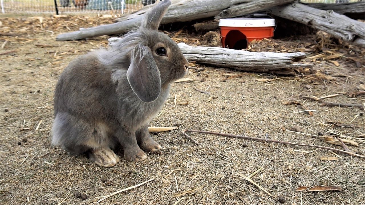 GoPro Camera Down A Rabbit Hole - YouTube