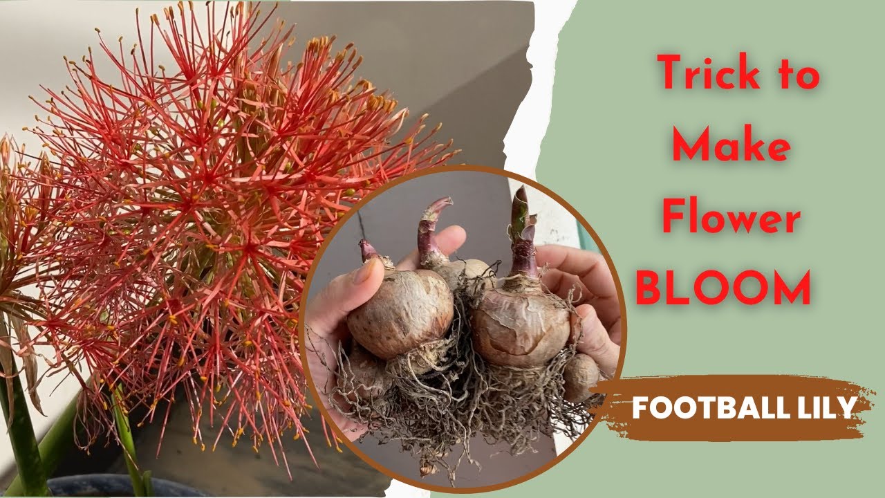 Amazing trick to make Football Lily (Scadoxus, Red Lily, Blood Lily ...