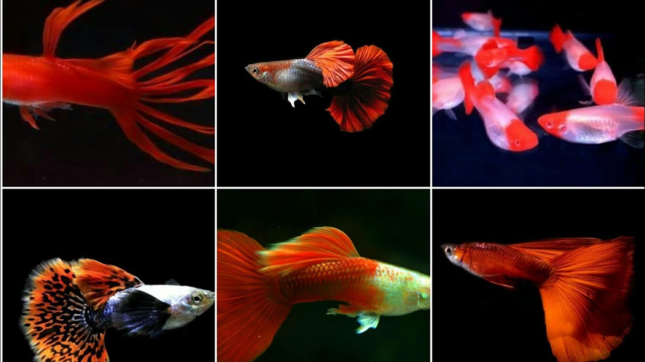 Types of Red Colour Guppies. | Most Beautiful Red Guppies| - YouTube