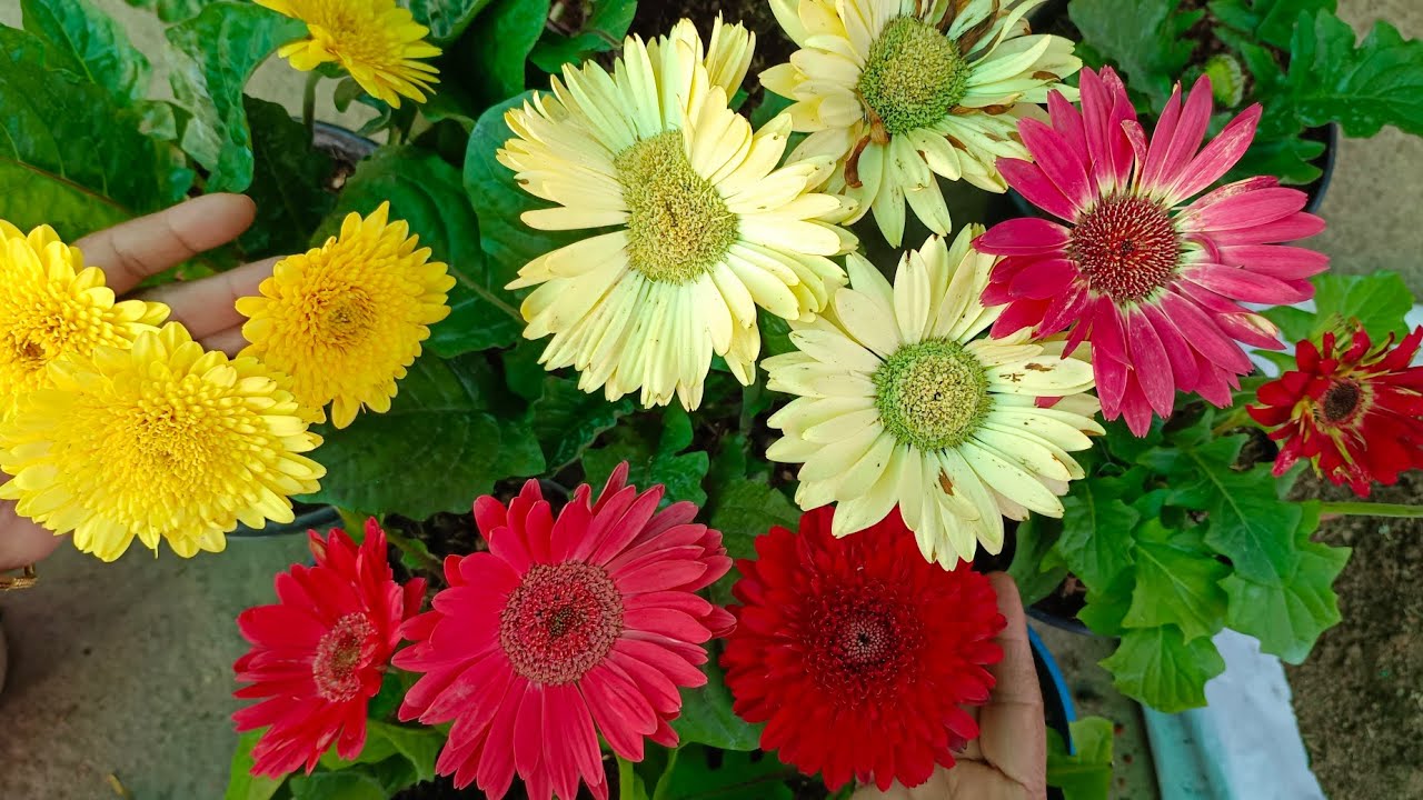 How to grow GERBERAS from seeds - YouTube