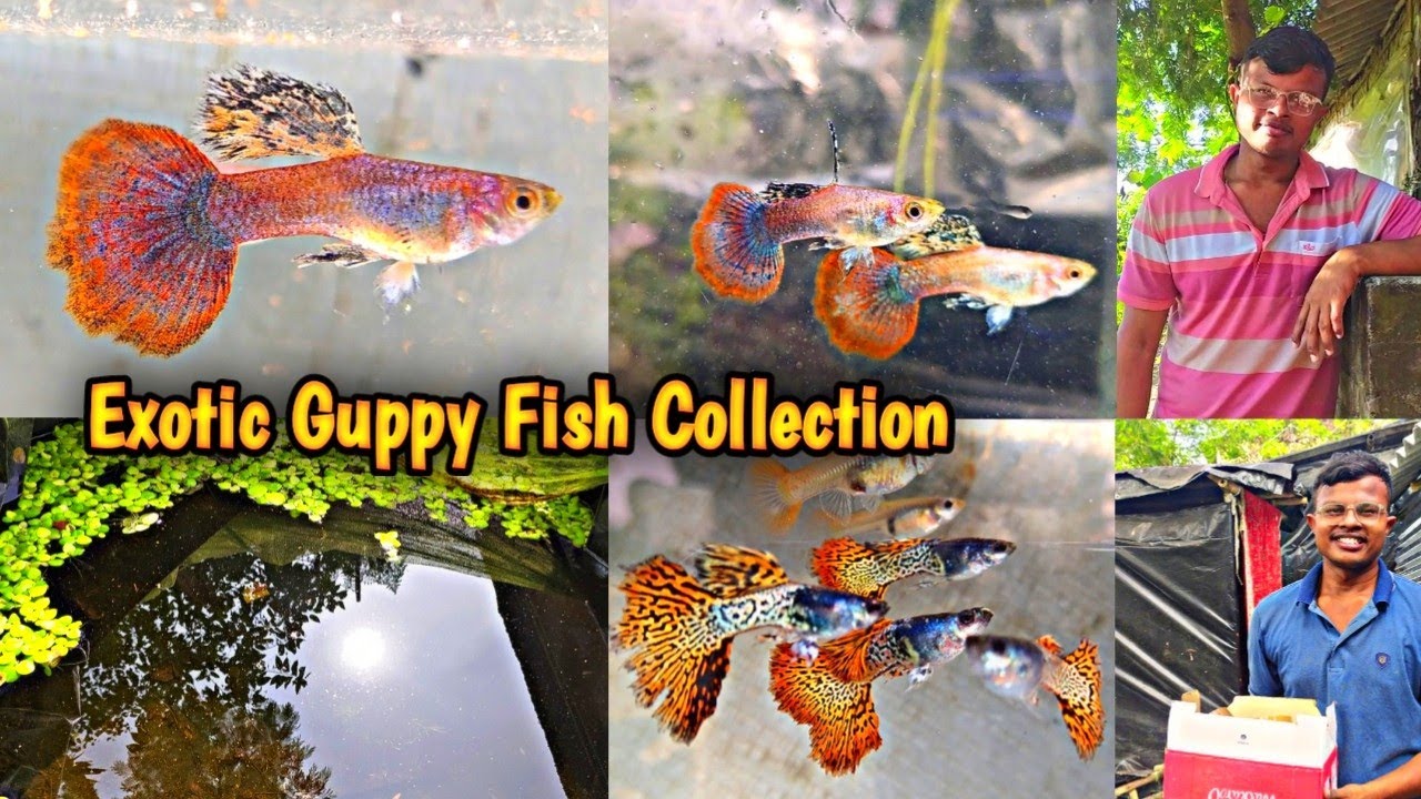 Exotic Guppy Fish Farm Update|Exotic Guppy Farm Collection|Loaded ...