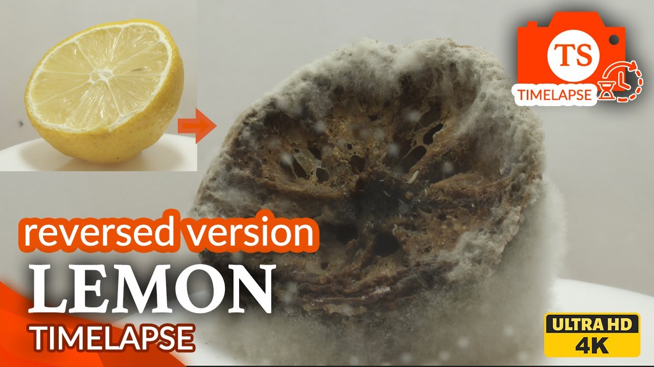 Reversed Timelapse - Rotting Half of Lemon - 4K - YouTube