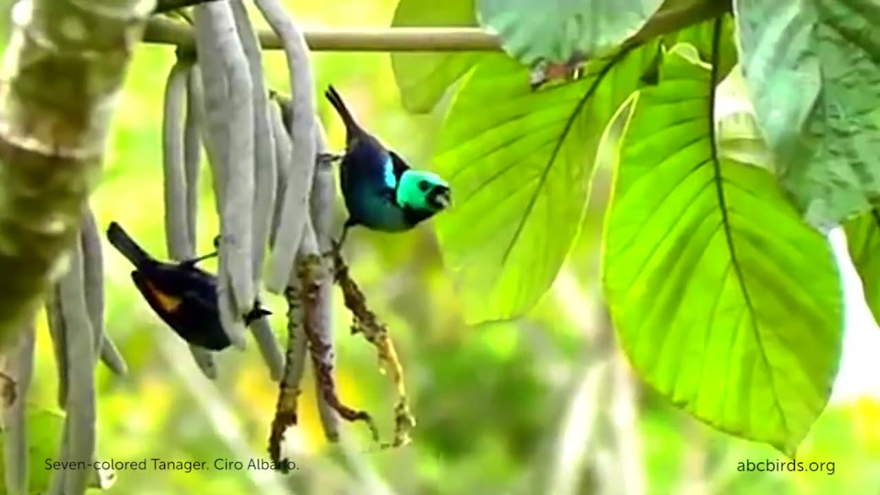 Seven-colored Tanager - YouTube