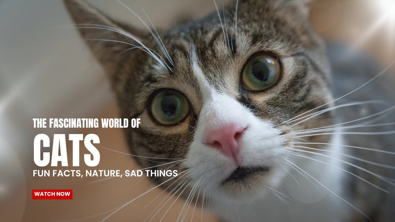 Fascinating World of Cats | Sad Facts | Interesting Facts - YouTube