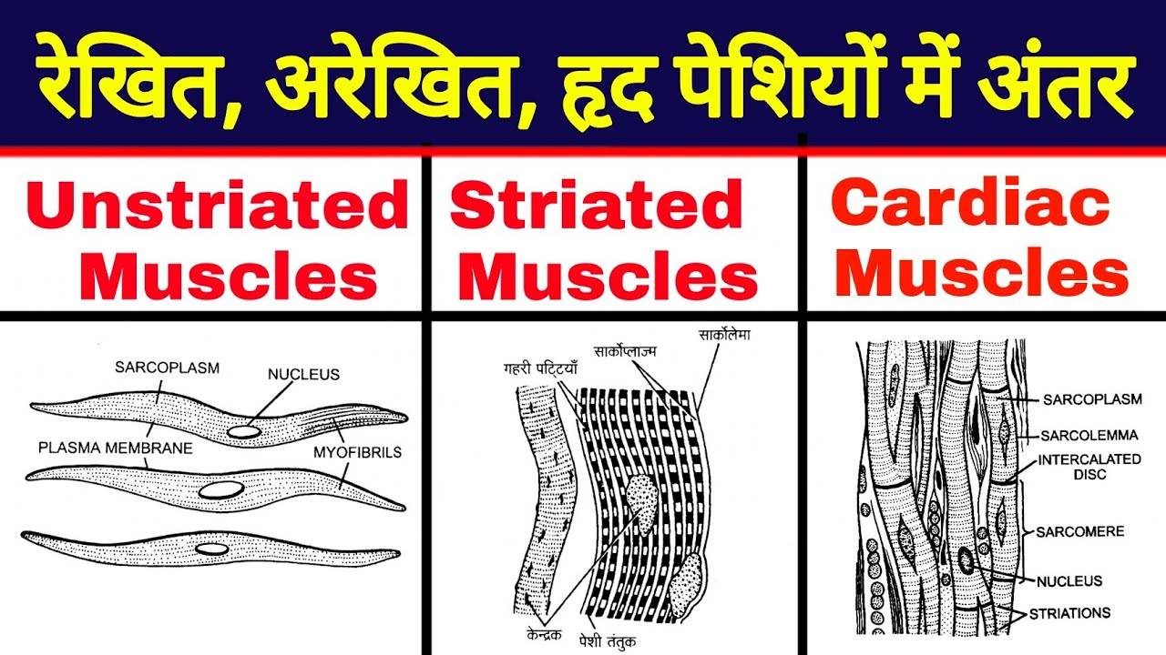 Differences Between Unstriated Striated And Cardiac Muscles Striated Differences Between Unstriated Striated And Cardiac Muscles Striated