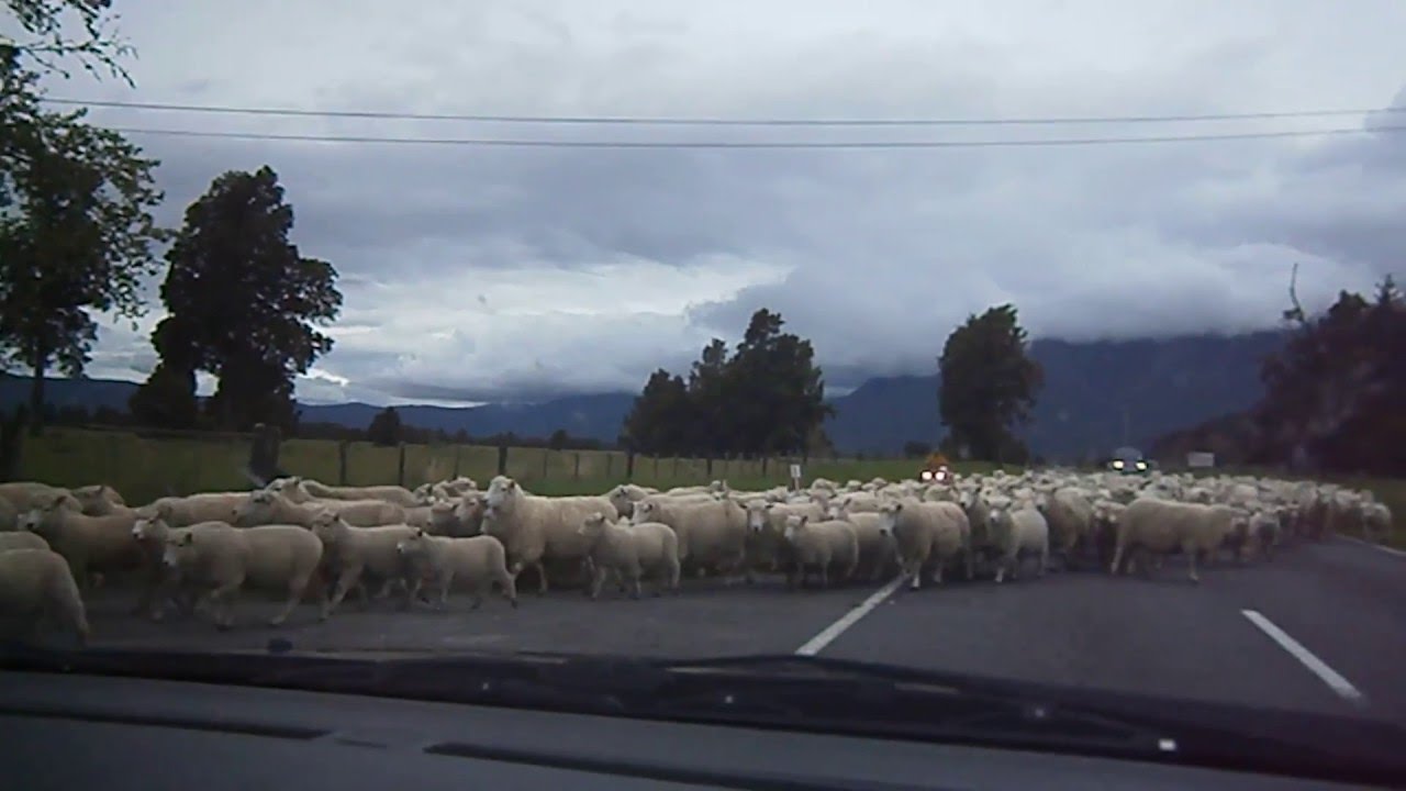 Sheep Stampede - YouTube
