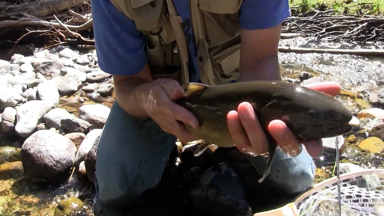 Fishing for Bull Trout - YouTube