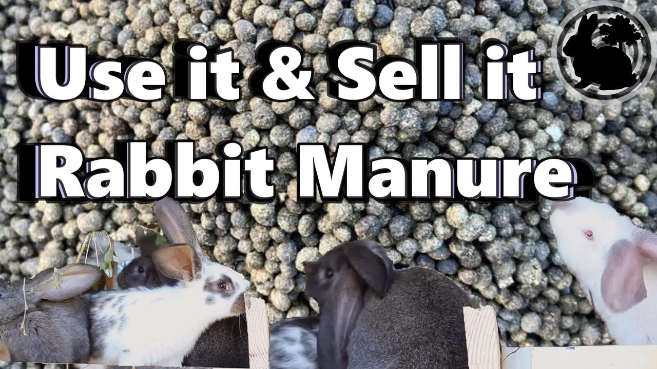 Rabbit Manure Is Useful/ You Can Sell It Too - YouTube