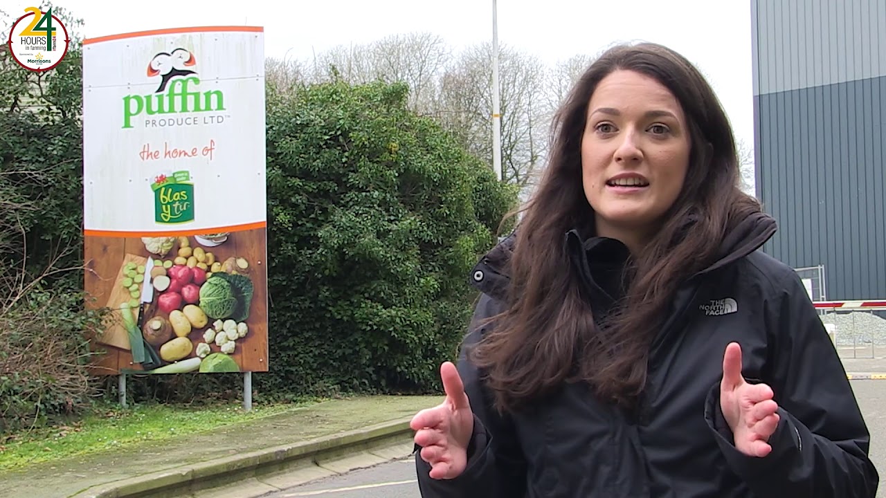 24 Hours in Farming 2019: Welsh Daffodils with Puffin Produce - YouTube
