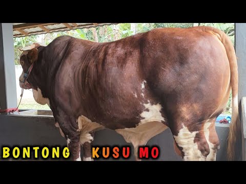 PESAT‼️ Pertumbuhan Sapi Bontong Kusumo & Condrosimo di Setia Farm ...