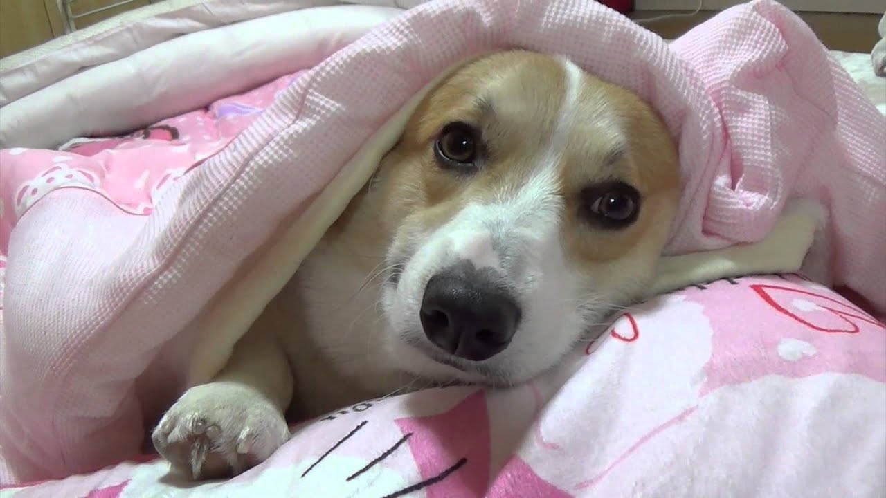 Corgi dog taking over my futon bed - YouTube