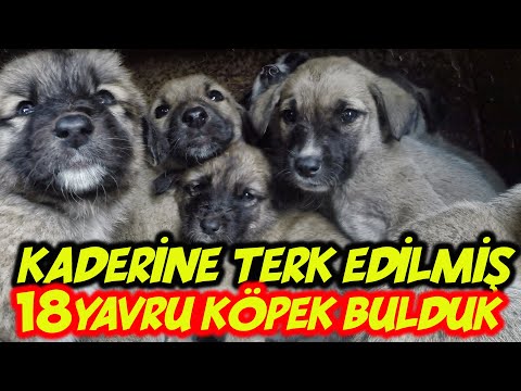 Kaderine terk edilmiş 18 köpek yavrusu bulduk