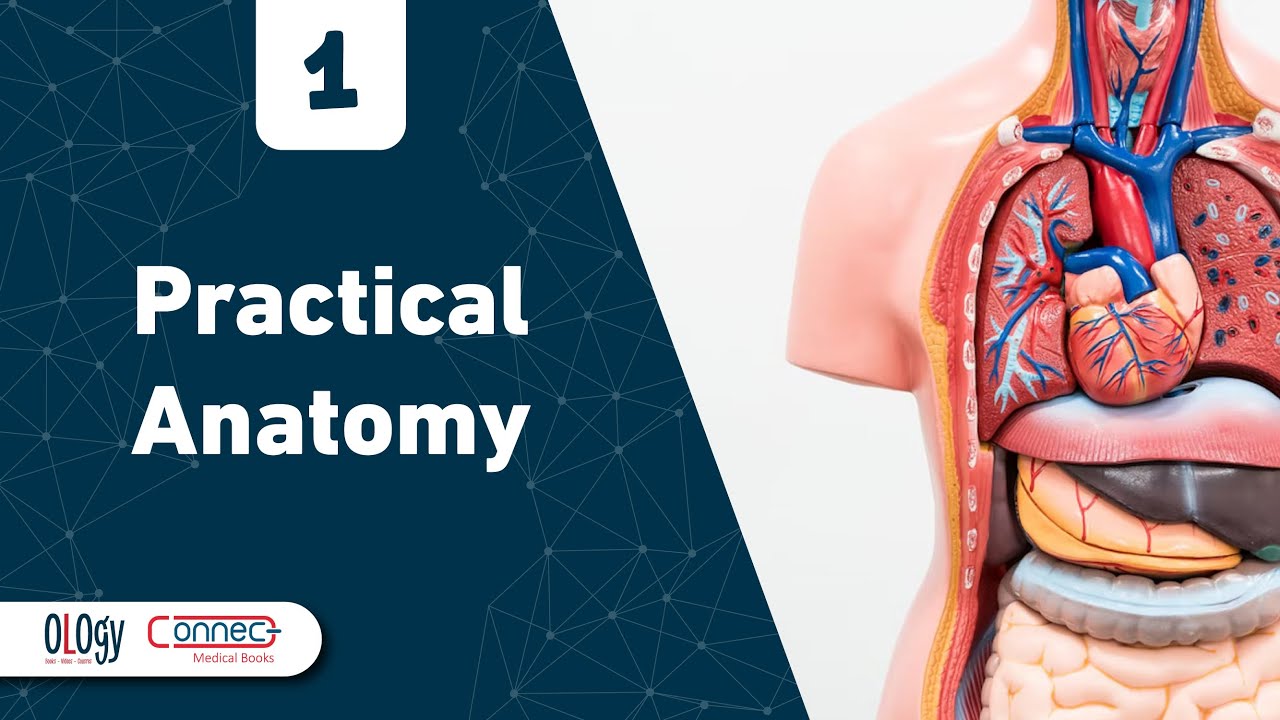 Practical Anatomy 1 (Skull 1) - YouTube