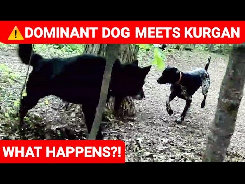Dominant Dog Meets Kurgan Again - What Happens This Time?!