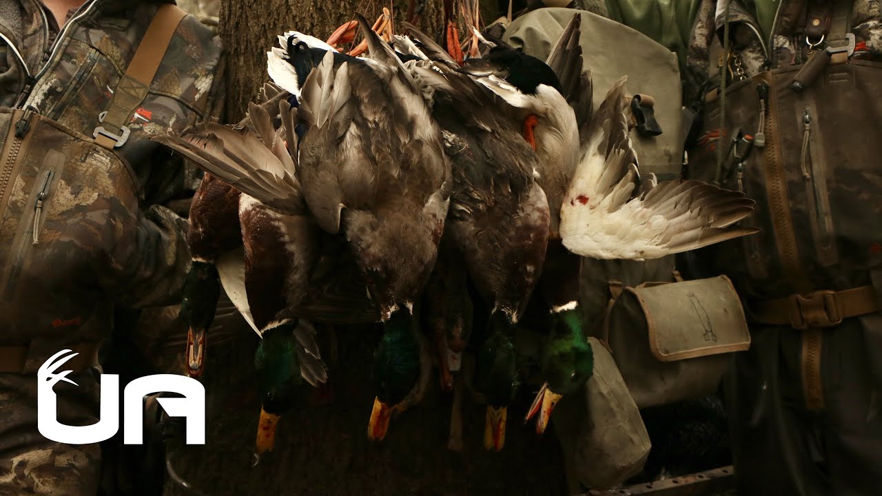ARKANSAS TIMBER DUCK HUNT | FT. BIG CREEK DUCKSNBUCKS - YouTube