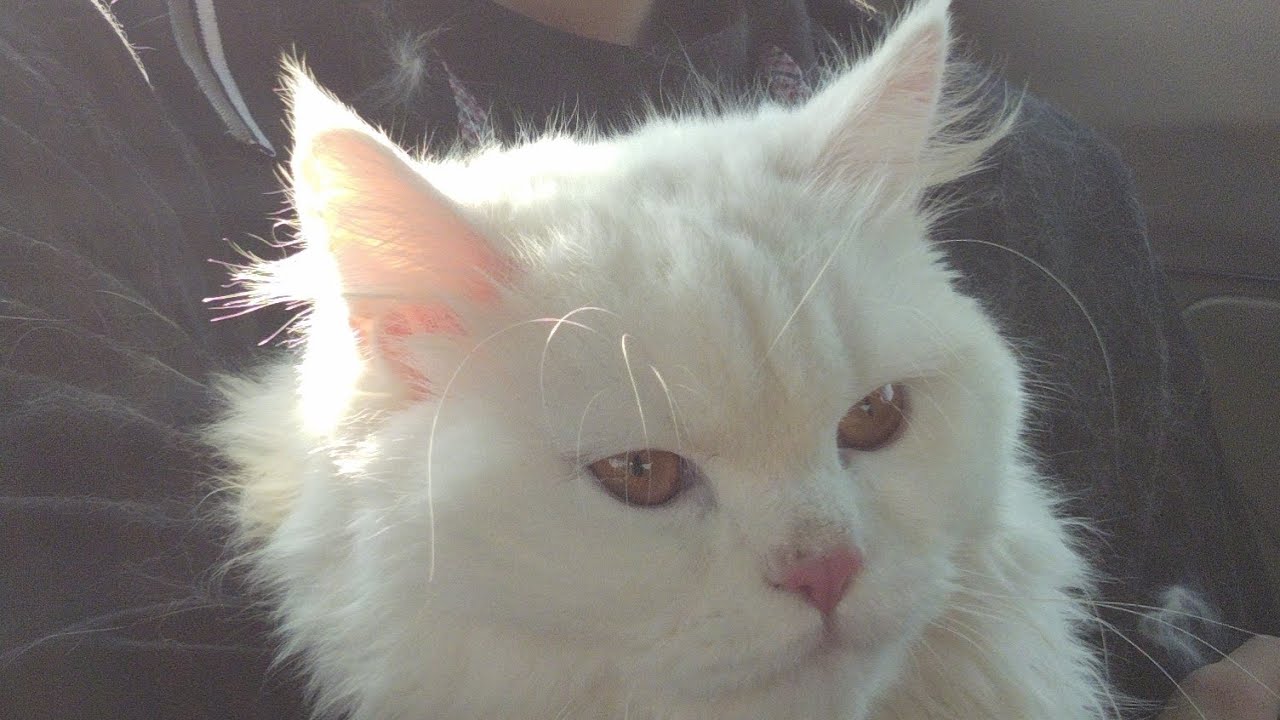 Finally Grace our Little cat reached for ultrasound, and x ray - YouTube