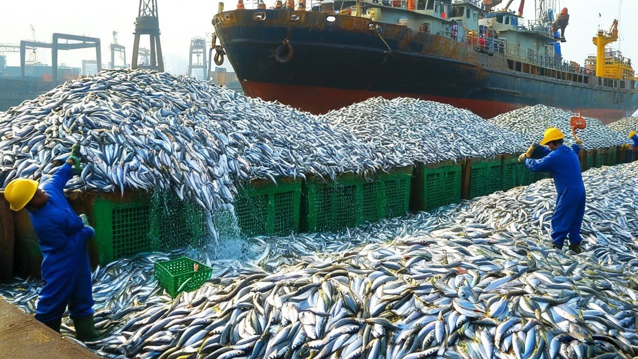 How fishermen fish in the vast ocean, catching and processing thousands ...