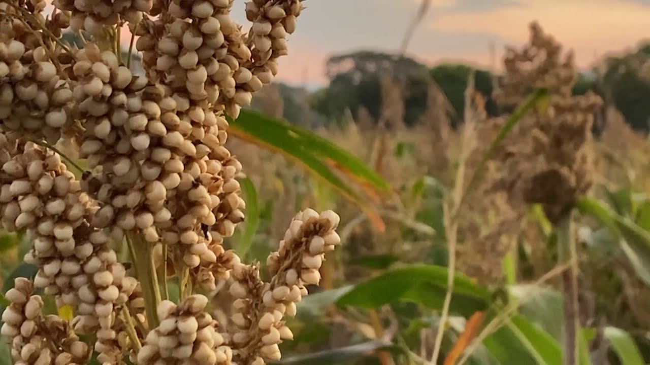 Hechos del Agro - Cosecha de maicillo - YouTube