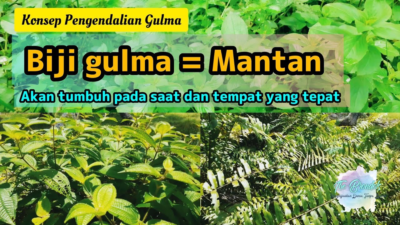 Konsep Pengendalian Gulma " Biji Gulma itu Seperti Mantan" - YouTube
