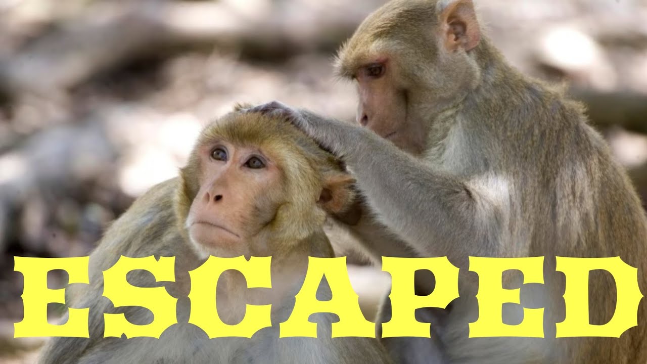 🐒 40 Runaway Monkeys in South Carolina|Escaped Lab Monkeys on the Loose ...