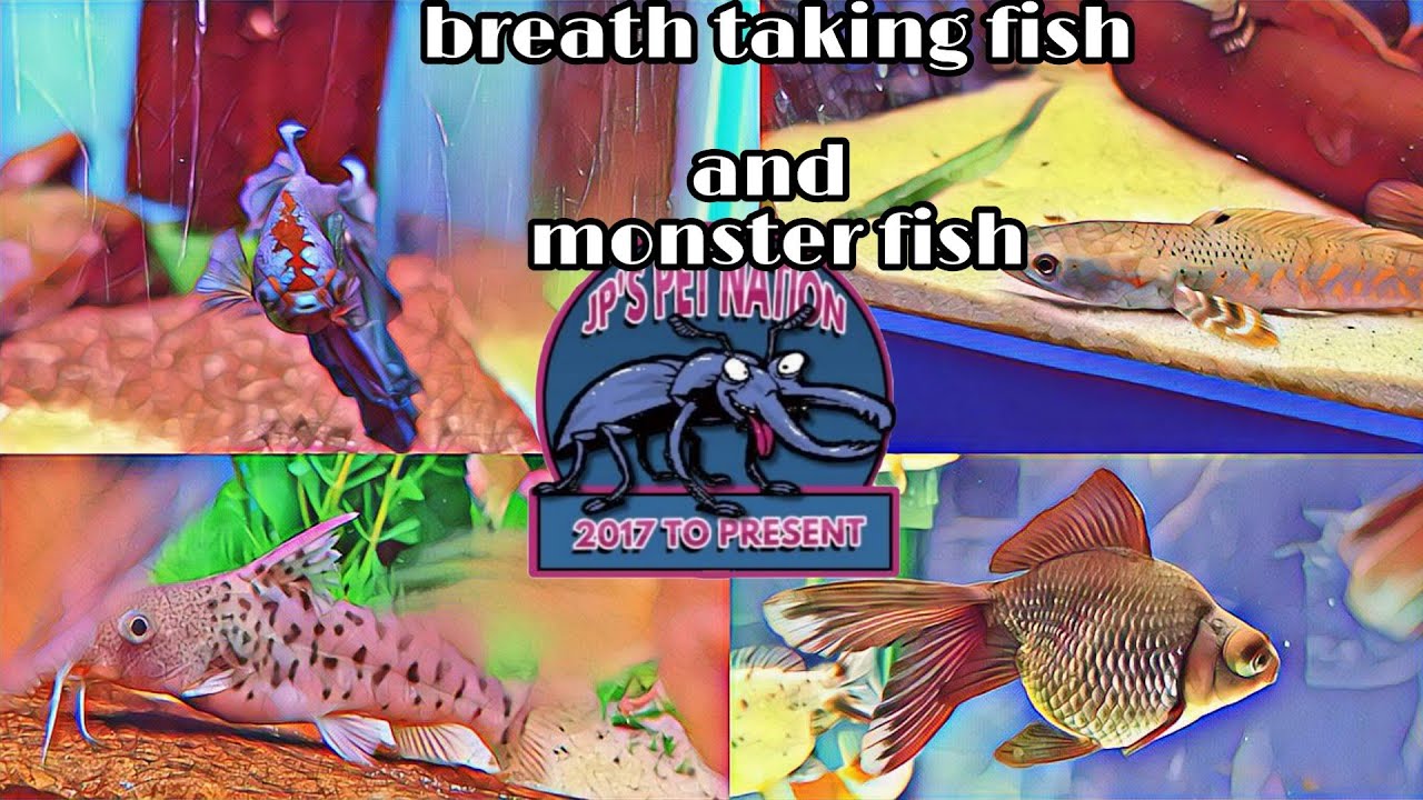 Wharf Aquatics tour - YouTube