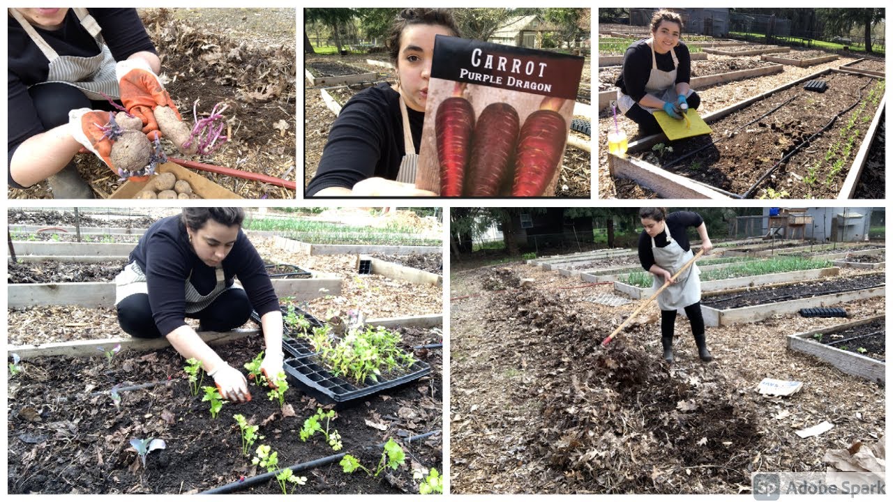 Direct Seeding and Transplanting in April | Planting Potatoes with Ruth ...