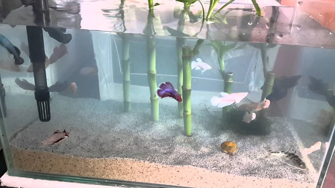 Peces Betta - Hembras en su nuevo hogar - YouTube