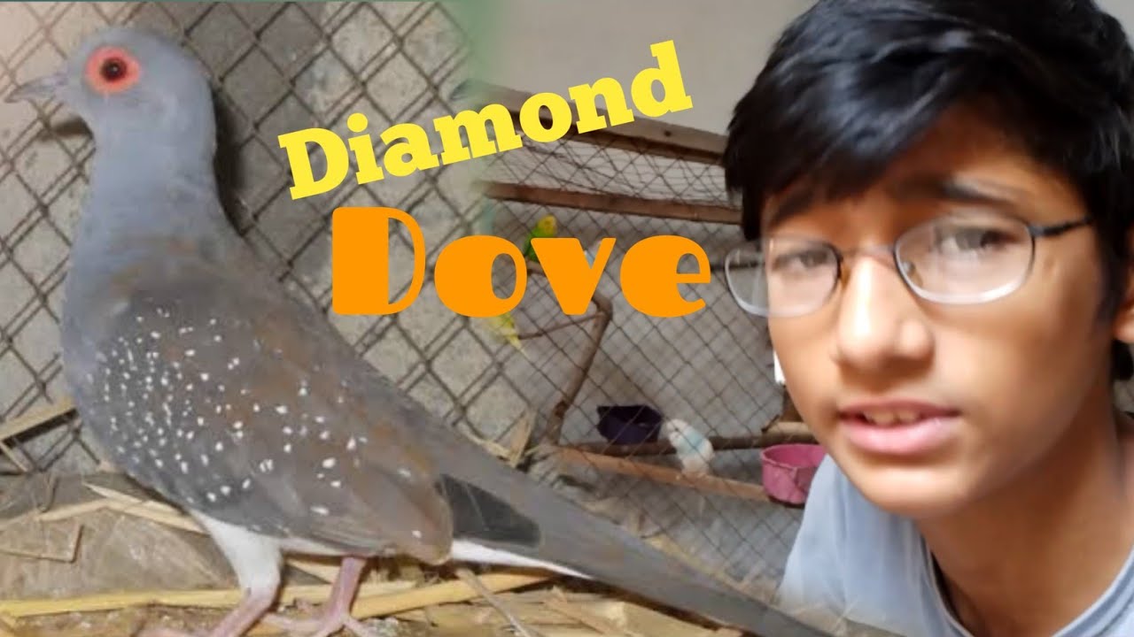 Diamond Dove Bird - Diamond Dove Bird Colony - Finches Bird Sounds ...