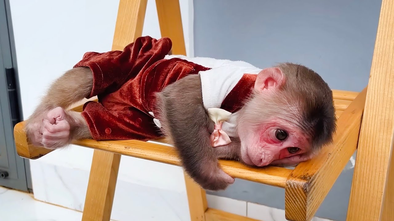 Secret revealed: What is a day like for Cubis monkey? - YouTube