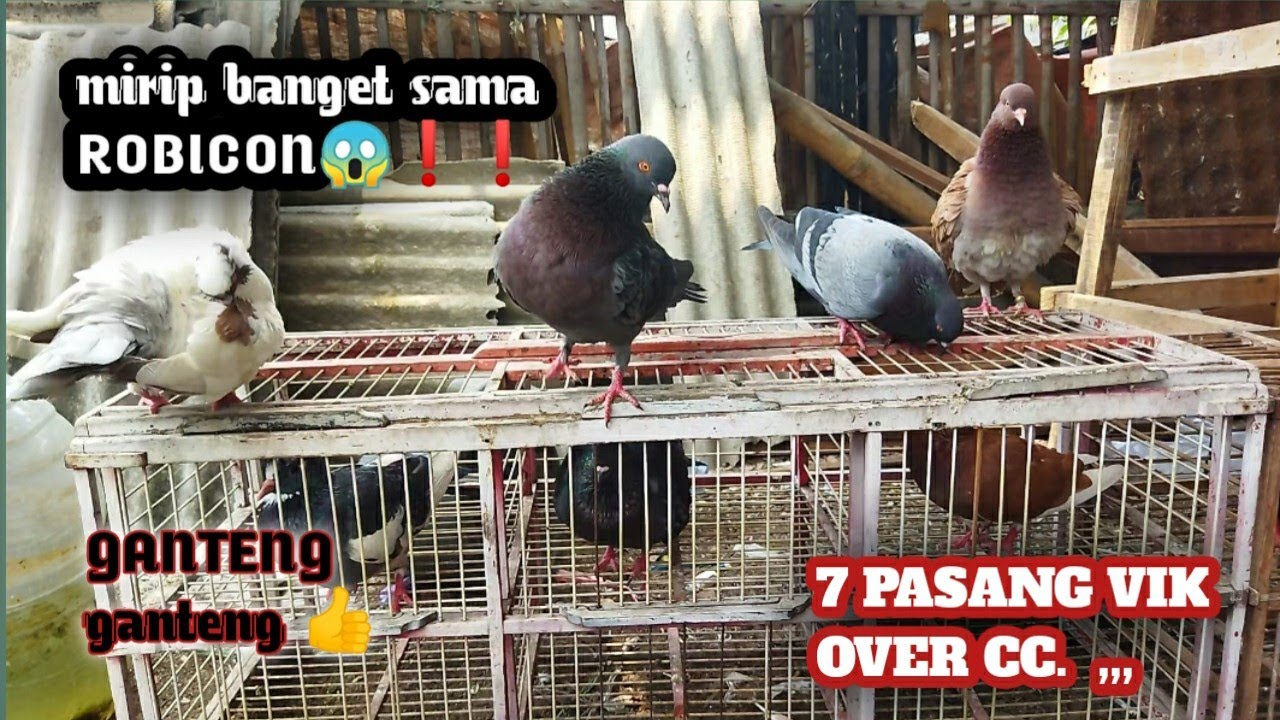 ON TRENDING MERPATI LOVERS| merpati kolong | over CC | review | PMTI ...