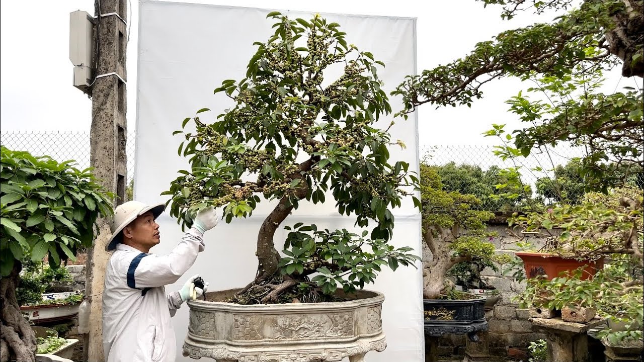 Cây Túc đẹp và nhiều trái chia sẻ ae chơi cây cảnh bonsai_Bshp(Mr Đại ...