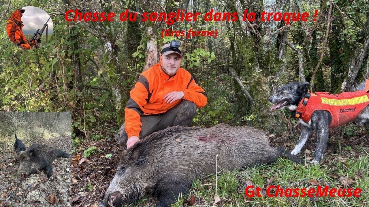 Chasse en battue du sanglier dans la traque 2025 ( Beau ferme) # ...