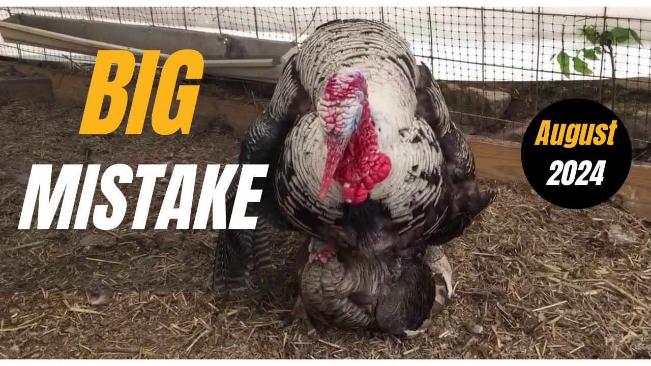 Turkey farming: Wanna raise turkeys 3 KEY things you need to know - YouTube