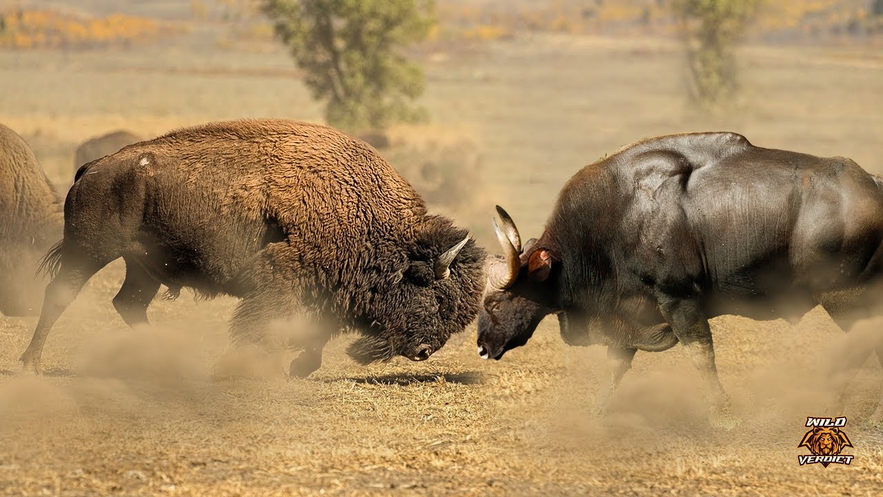 The Ultimate Verdict - American Bison Vs Indian Gaur - YouTube