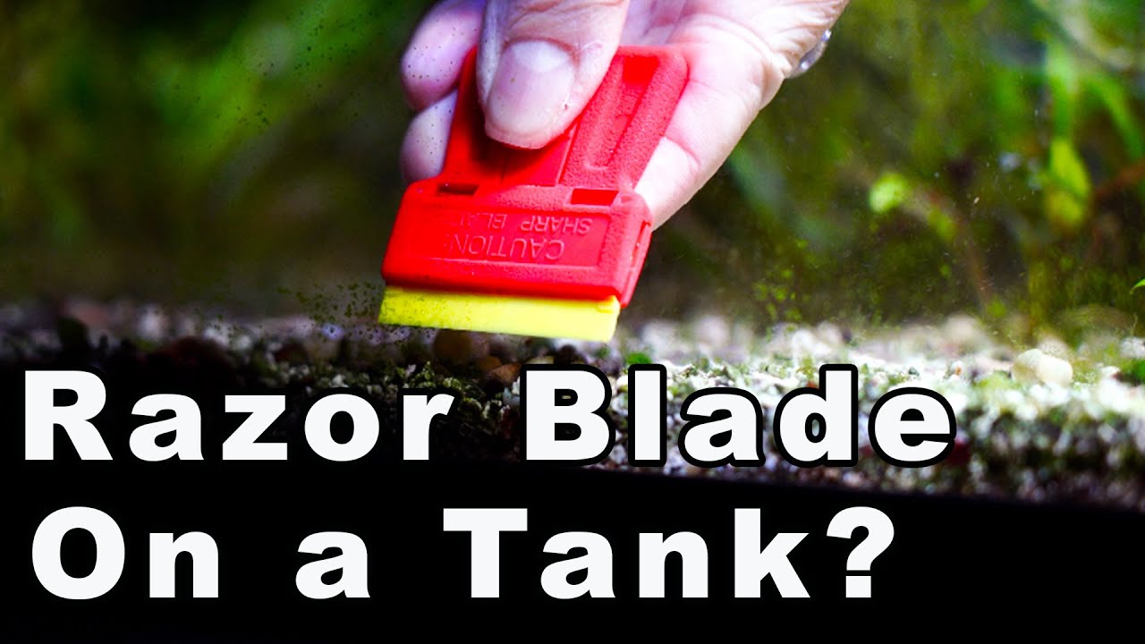 A Game Changing Razor Blade ??! Stress Free Aquarium Cleaning! - YouTube