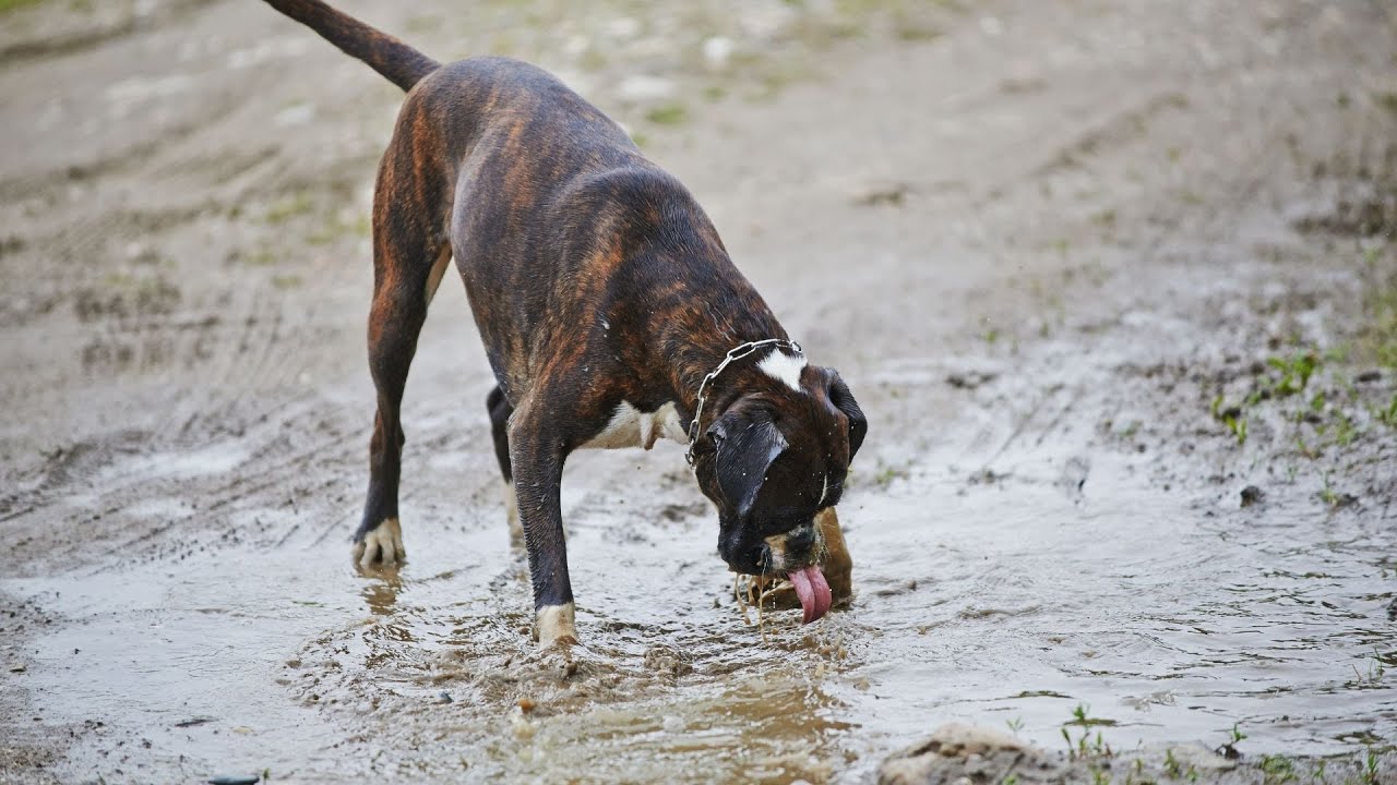 Choosing the Right Crate for Your Boxer Dog: A Step-by-Step Guide - YouTube
