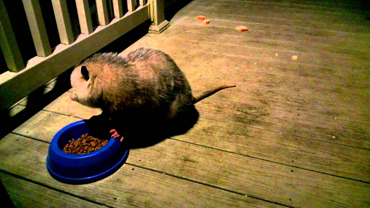 Wisconsin Possum is getting fat - YouTube