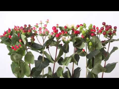 How To Take Care Of The Hypericum Plant