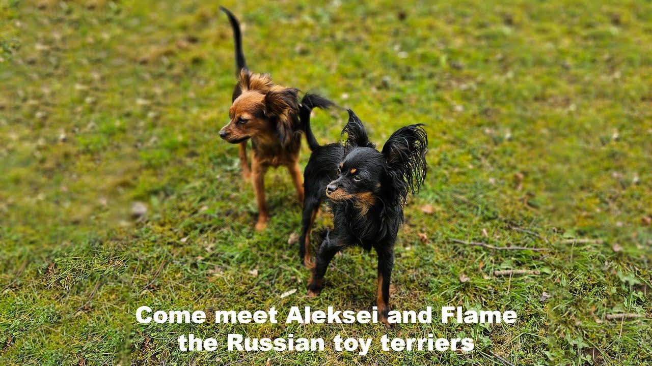 Meet Aleksei and Flame the Russian toy terriers - YouTube