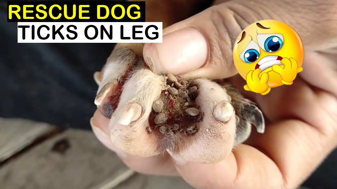 Need Help! Removing Big Ticks From Dog's Leg - Remove Ticks - YouTube