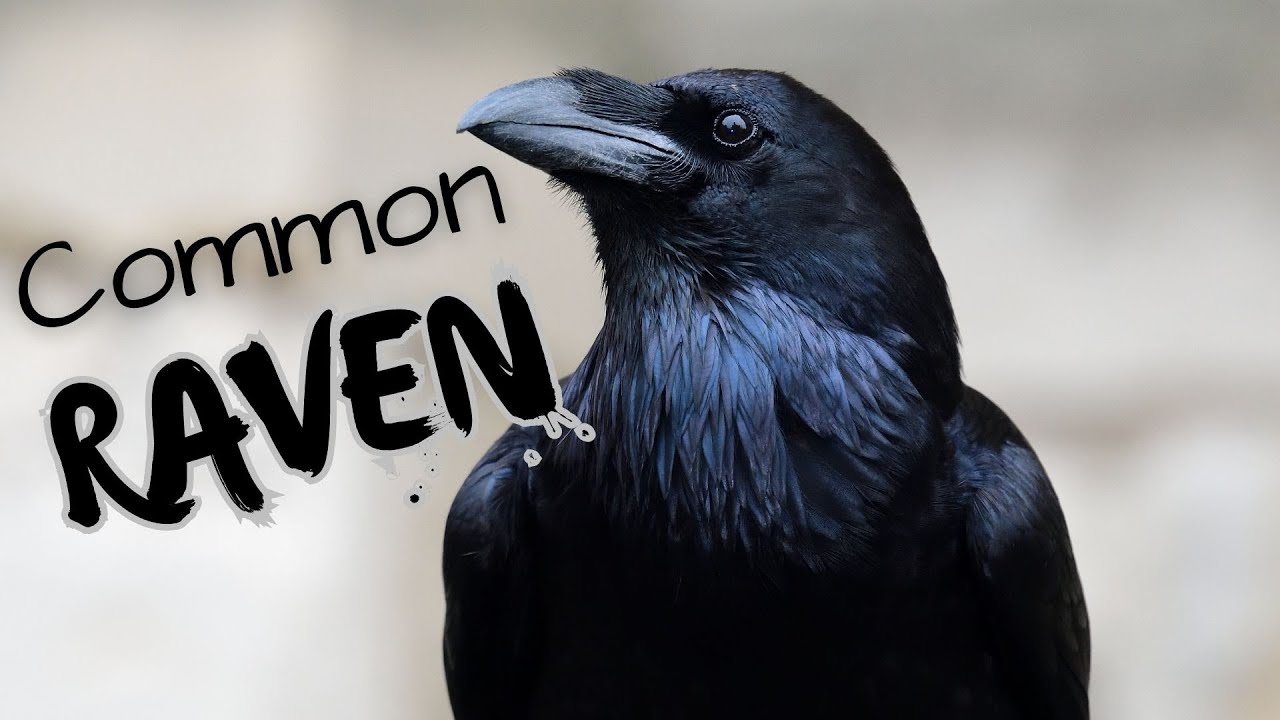 Common Raven | Bold, Charismatic and Super Smart - YouTube