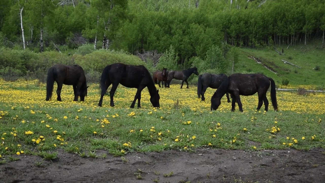 Wild Horses of Sundre Alberta Canada - YouTube