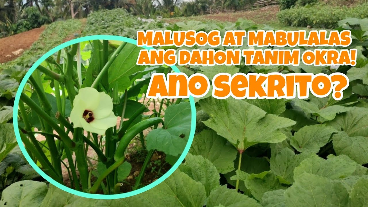 PAANO ANG TAMANG PAG ALAGA NG OKRA? grabe ang lulusog mga tanim okra ...